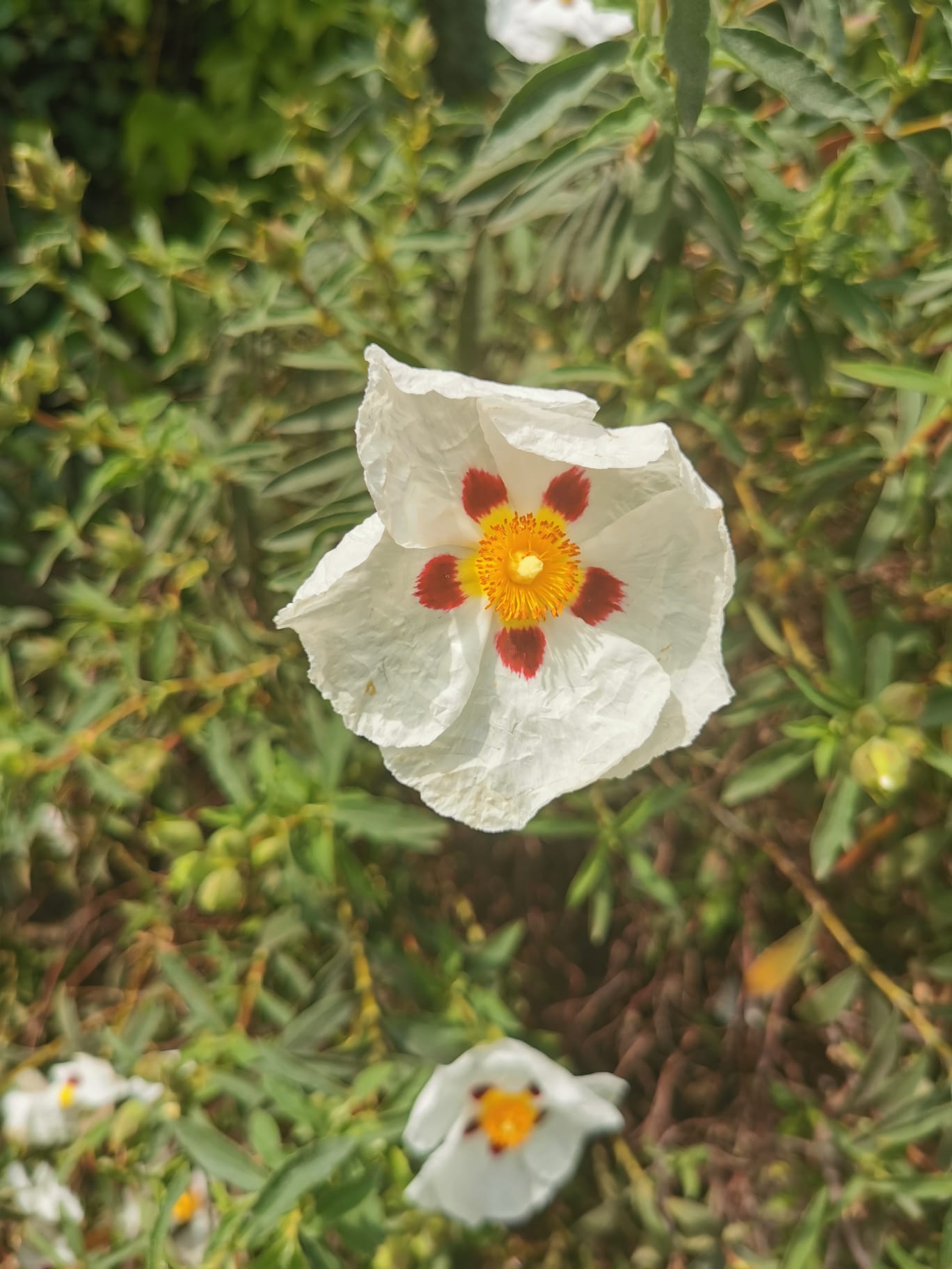 Le Jardin de la Paix à Genève | Tableau vivant hors du temps